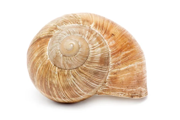 Brown sea snail shell — Stock Photo © Zerbor #19515587