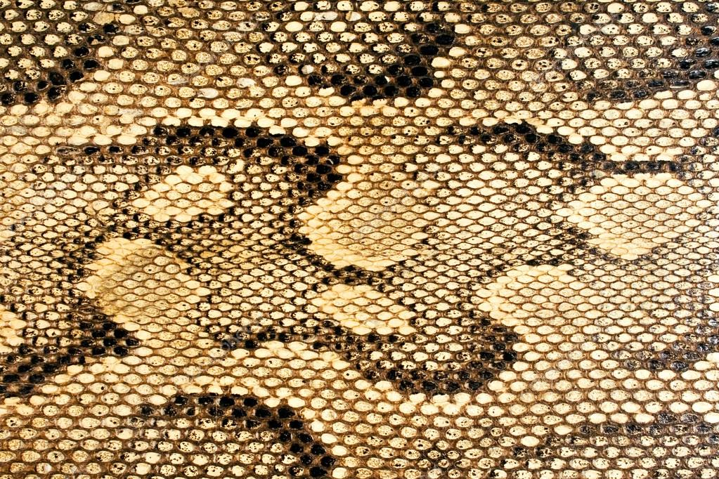 Rattlesnake Skin Pattern