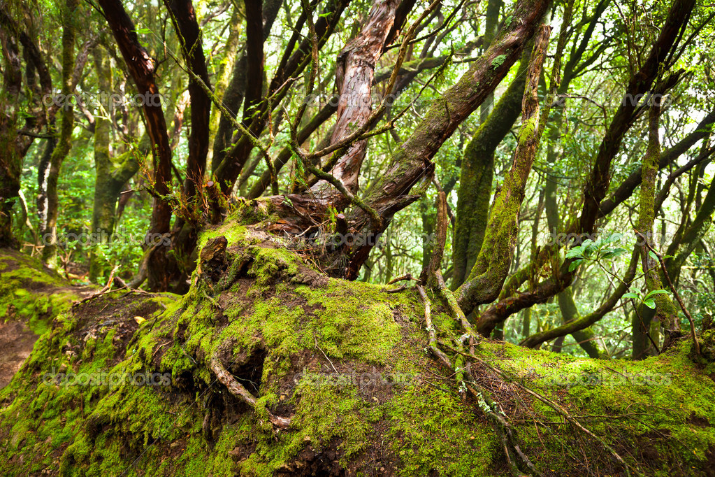 Forest in Anaga National Park, Tenerife — Stock Photo © SOMATUSCANI ...