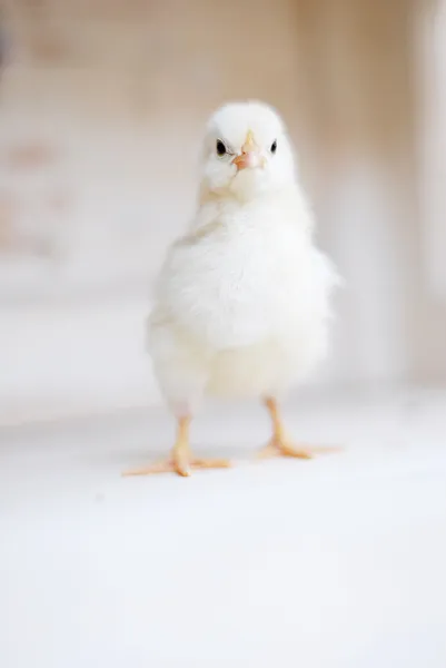 14,319 Cute chicks Stock Photos | Free & Royalty-free Cute chicks ...