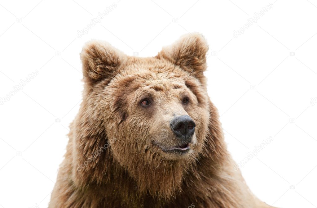 Isolated bear head Stock Photo by ©imphilip 13704701