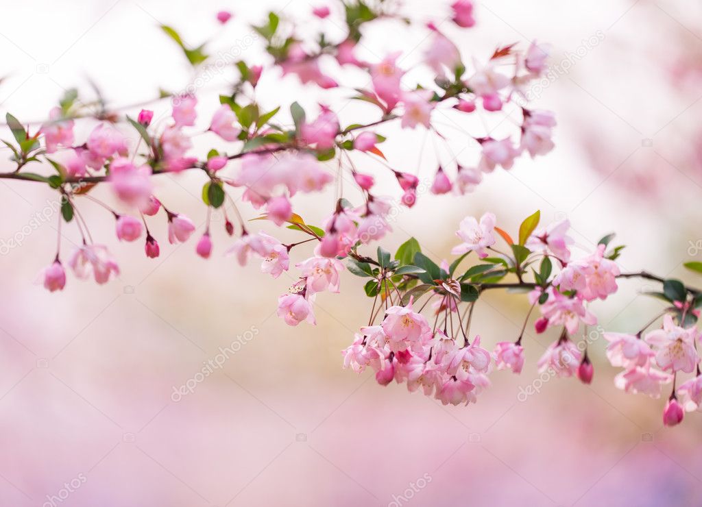 Sakura tree — Stock Photo © imphilip #22887652 Sakura tree — Stock Photo © imphilip #22887652