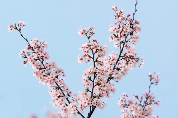 Isolated sakura tree — Stock Photo © imphilip #22887616 Isolated sakura tree — Stock Photo © imphilip #22887616