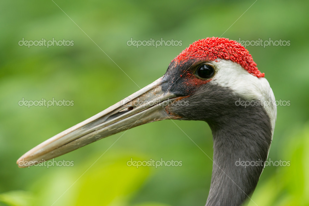 Red crowned crane — Stock Photo © imphilip #24951857