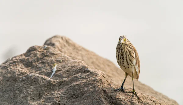 Indian pipit Stock Photos, Royalty Free Indian pipit Images | Depositphotos
