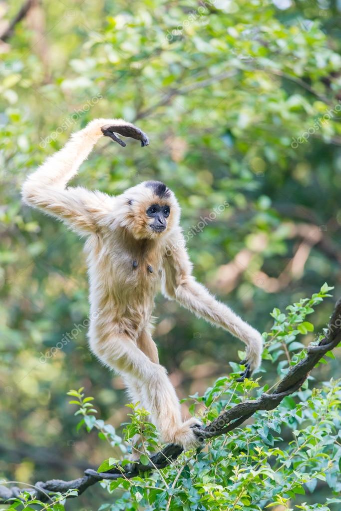 Gibbon Walking