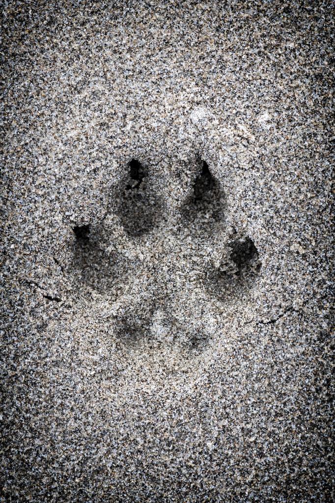 Paw print in sand — Stock Photo © elenathewise #27843479