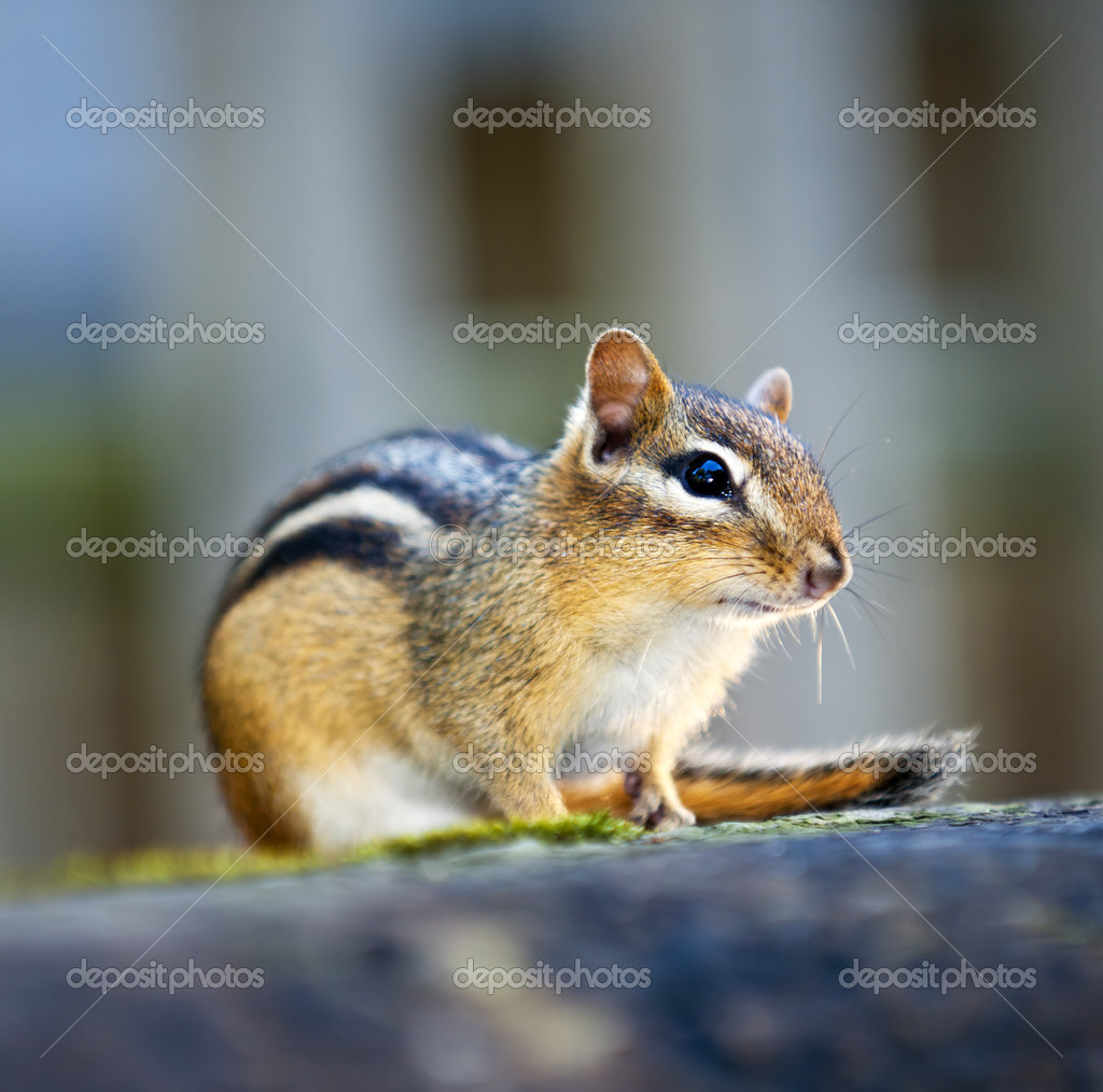 Chipmunk sitting on log — Stock Photo © elenathewise #29583889