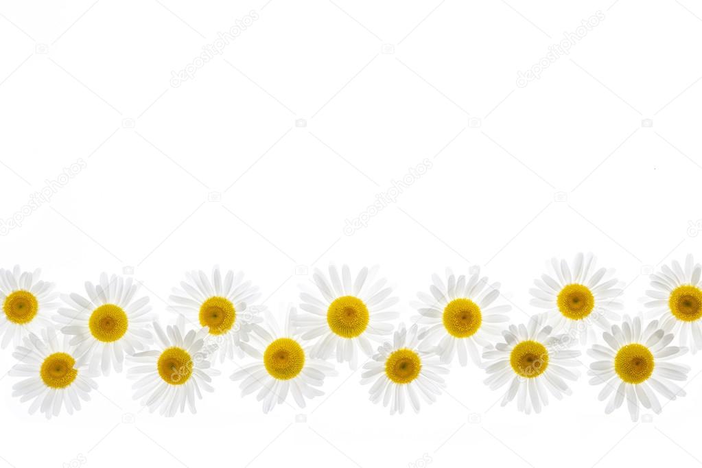 Daisy Border Clip Art