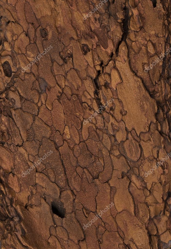 Gold bark texture — Stock Photo © Azulex #51586683