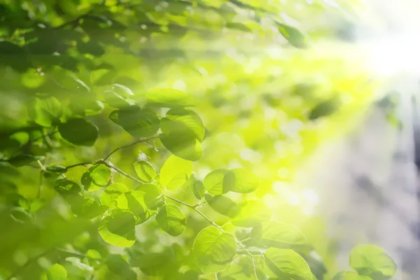 Sunlight Stock Photos, Royalty Free Sunlight Images | Depositphotos