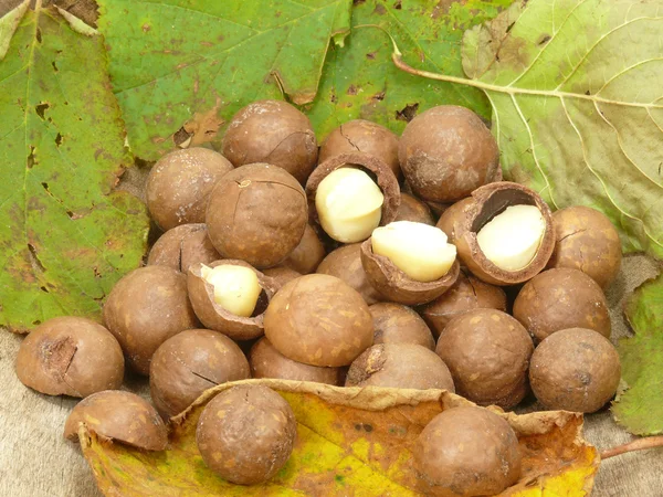 Nut queen Stock Photos, Royalty Free Nut queen Images | Depositphotos