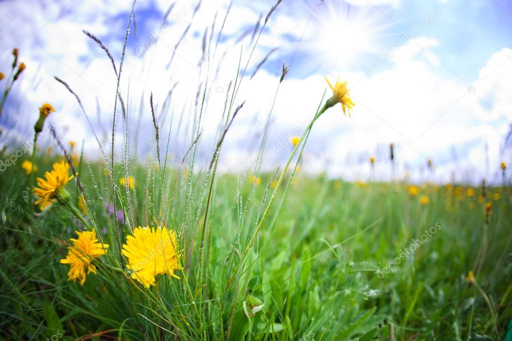 Wildflowers — Stock Photo © VIZAFOTO #14107318