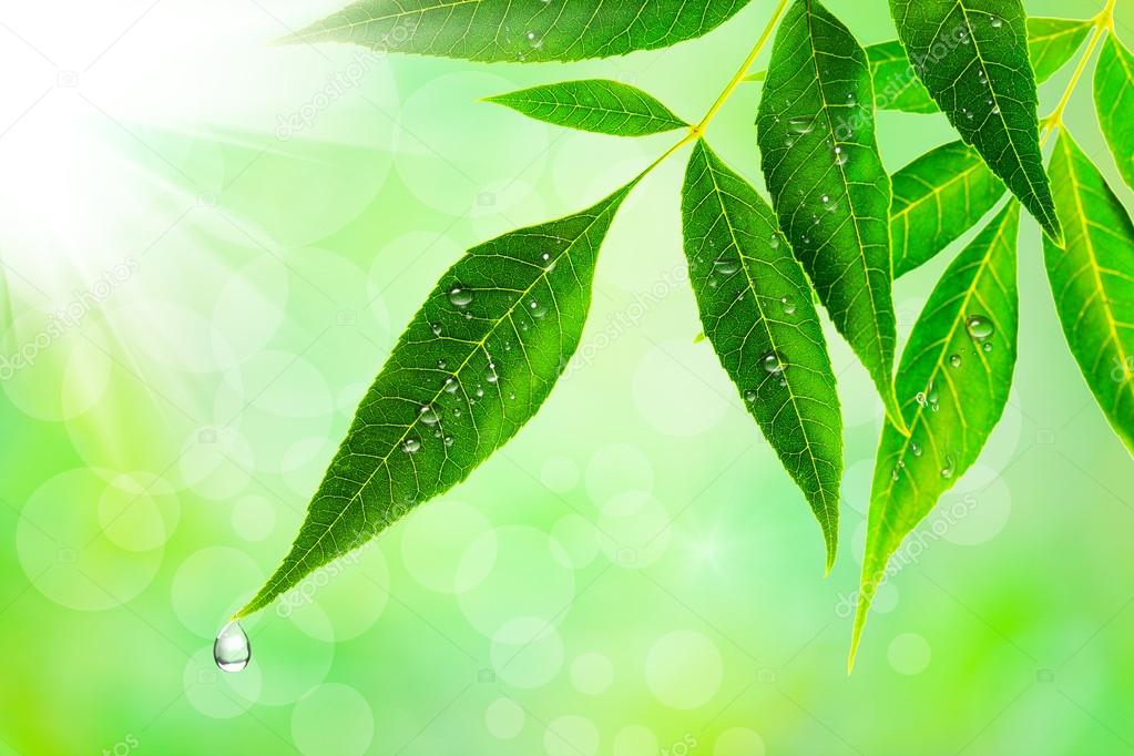 Beautiful Fresh Leaves with Water drops — Stock Photo © VIZAFOTO #14107814