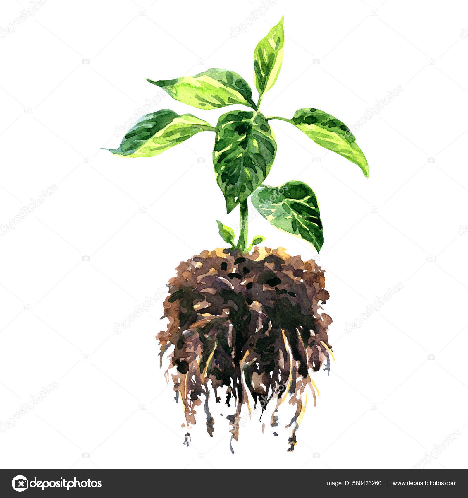 Green Sprout Seedling Roots Soil Isolated Young Pepper Plant Grow Stock ...