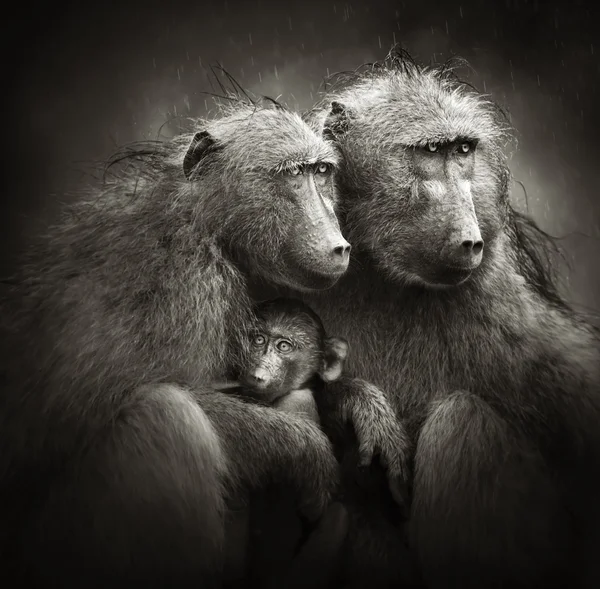 Black baboon Stock Photos, Royalty Free Black baboon Images | Depositphotos