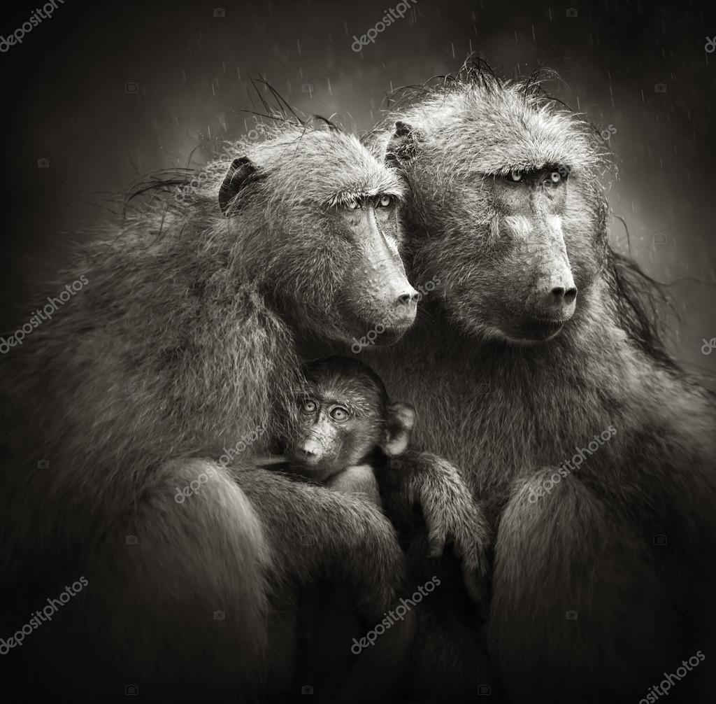 Baboon Image Processing