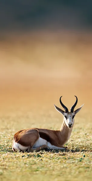 ᐈ A springbok stock pictures, Royalty Free springbok images | download ...
