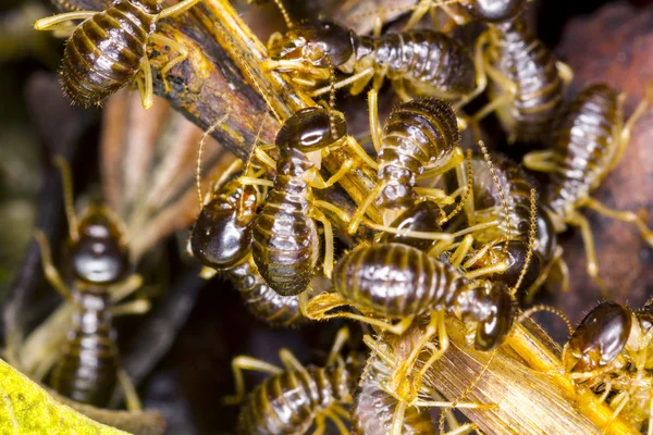 Group of termite Stock Photo by ©sydeen 6175126