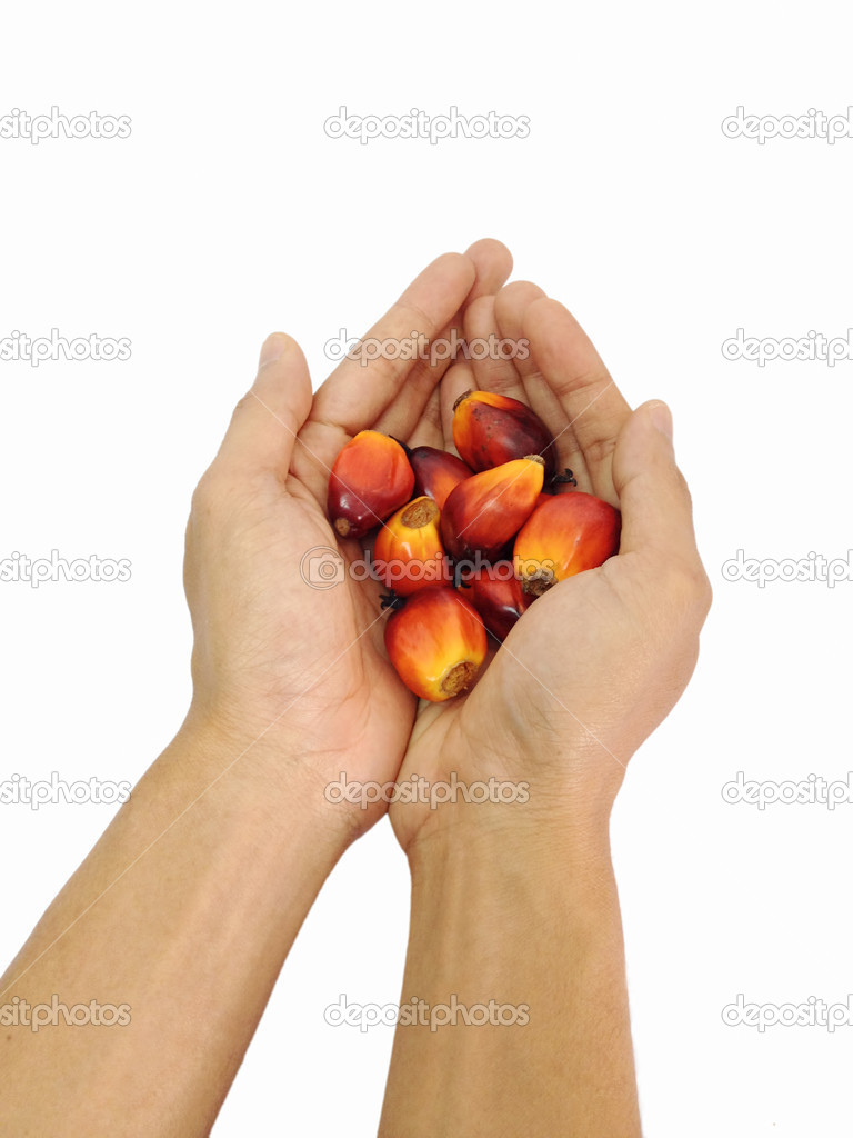 Oil palm fruit on hand Stock Photo by ©sydeen 39846519