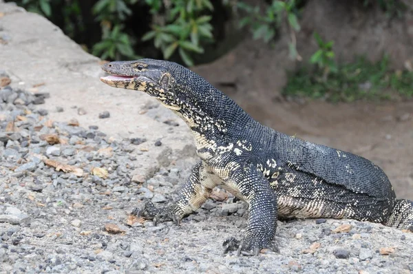 Philippine water monitor Stock Photos, Royalty Free Philippine water ...