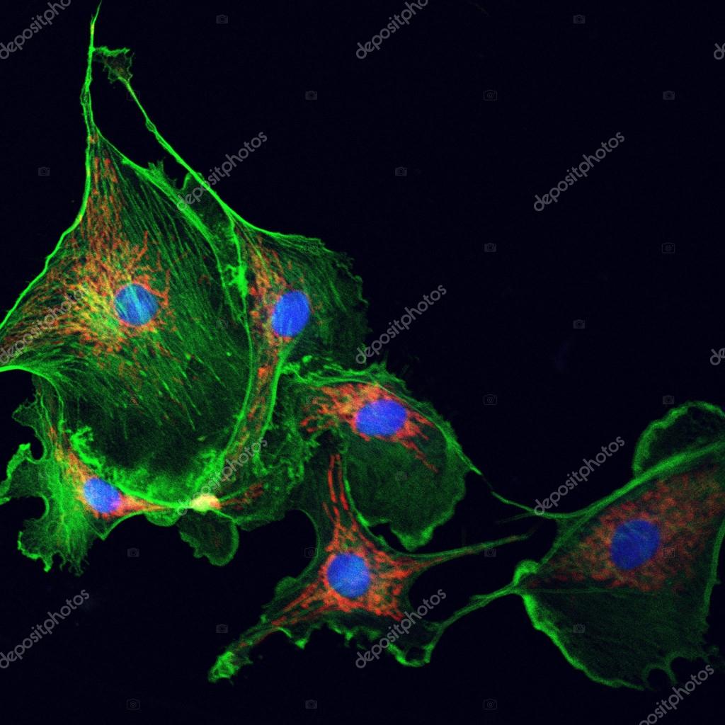 Cytoskelet van de cel ⬇ Stockfoto, rechtenvrije foto door © panxunbin ...