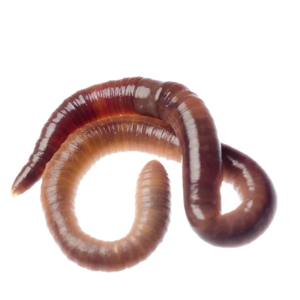 Earth worm — Stock Photo © panxunbin #17670757