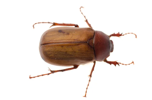 Free Clipart June Bug