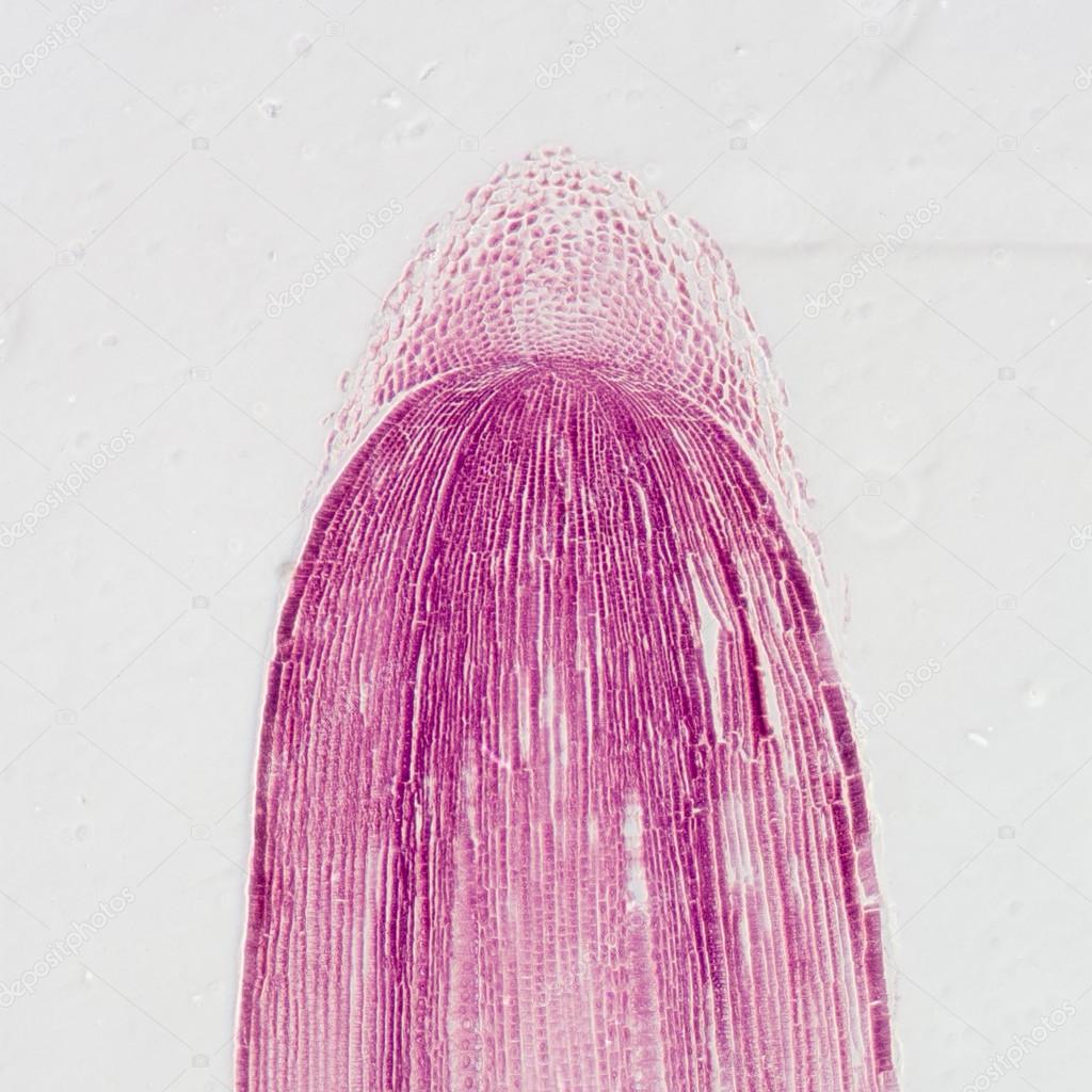 Tissue Science Drawing