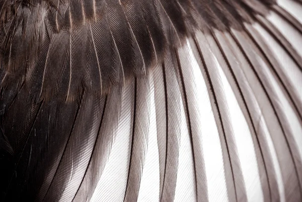 Raven wing Stock Photos, Royalty Free Raven wing Images | Depositphotos