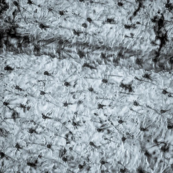 Bug wing texture | Insect cicada bug wing texture — Stock Photo ...