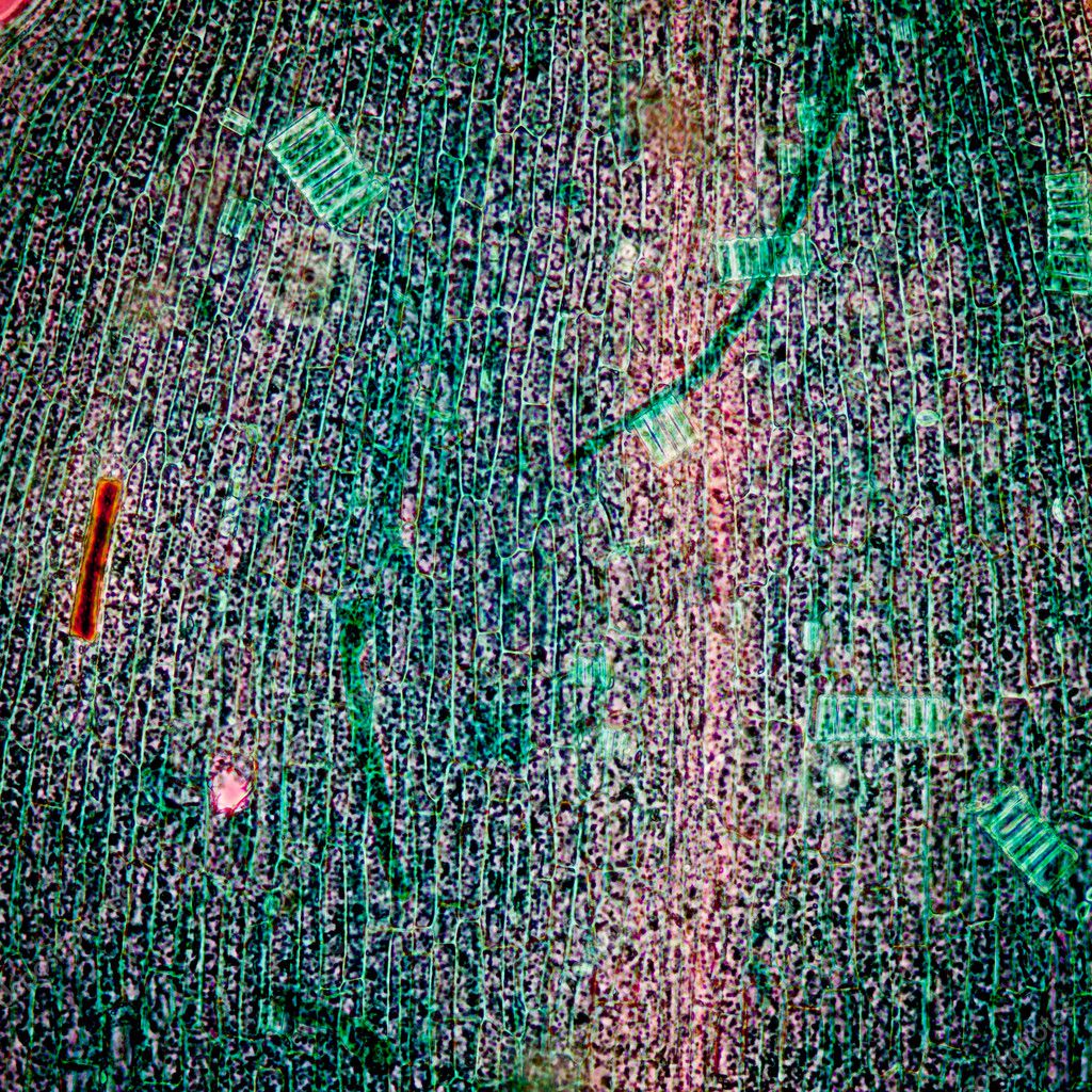 hoja de alga negra micro 2024