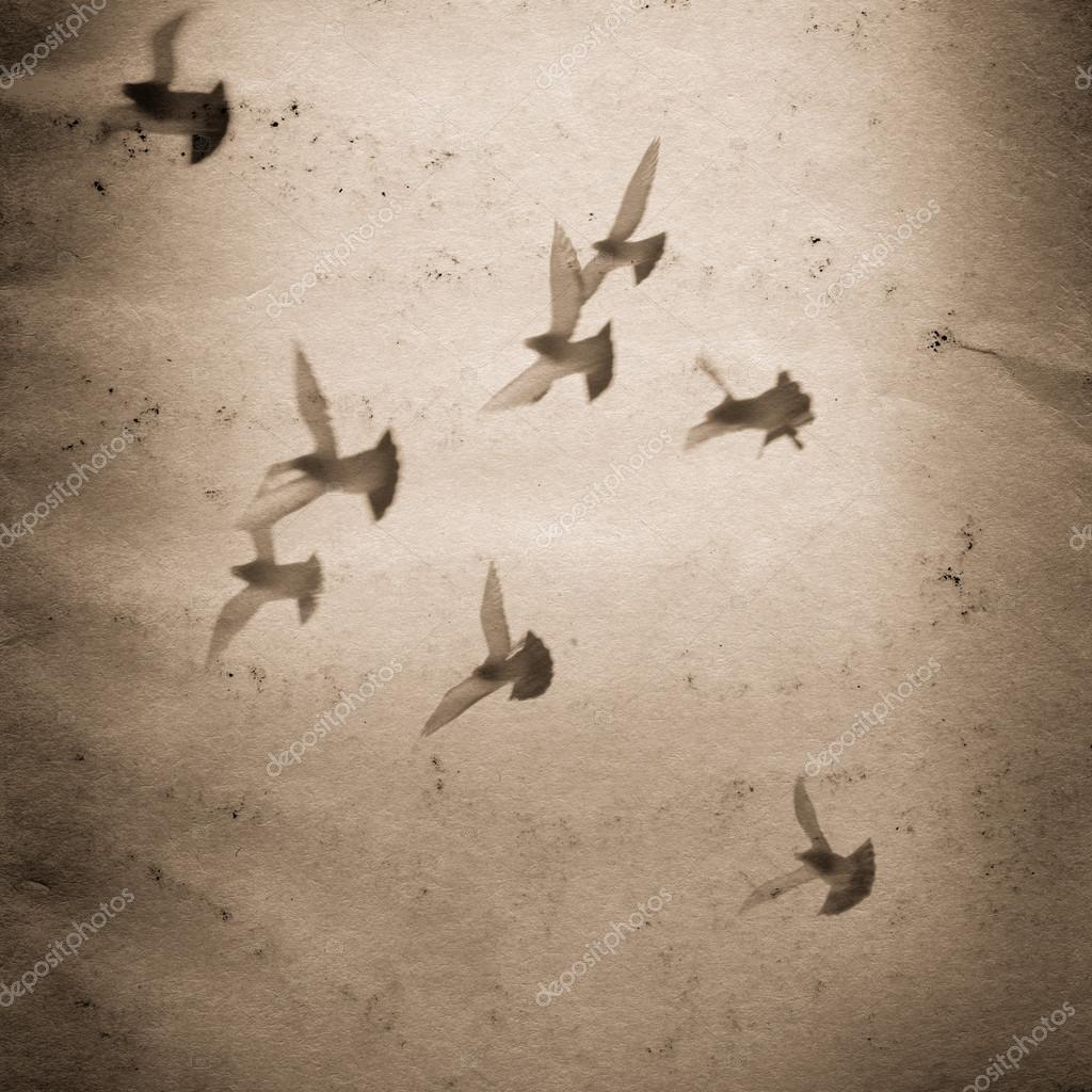 Flying dove group old grunge paper texture — Stock Photo © panxunbin ...