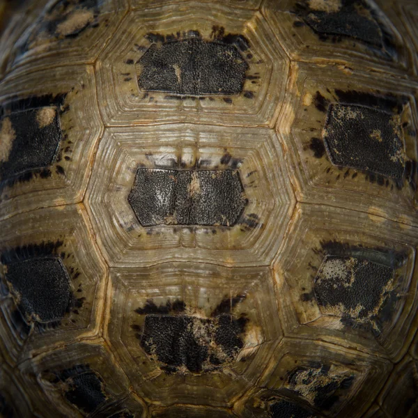 Tortoiseshells Stock Photos, Royalty Free Tortoiseshells Images ...