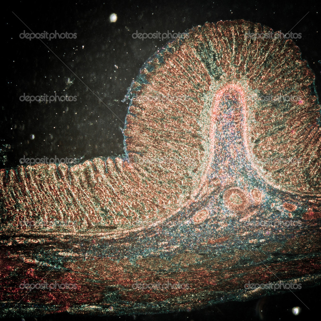 Micrograph of stomach tissue — Stock Photo © panxunbin #17622433
