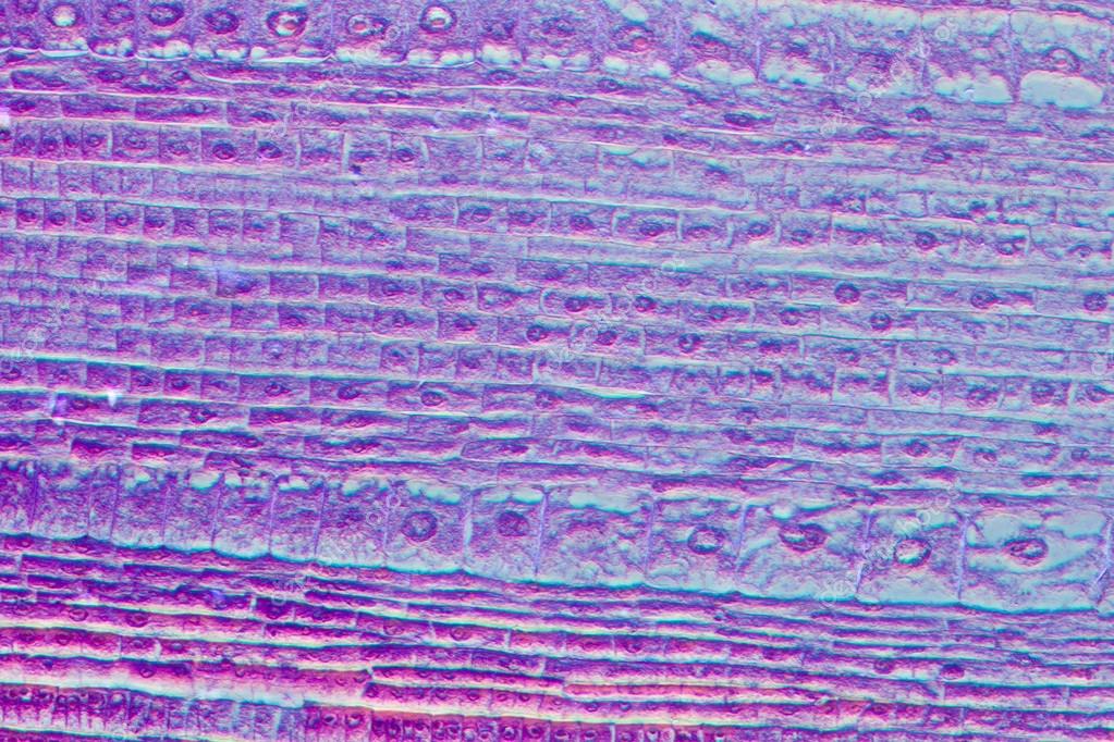 Micrograph plant root tip tissue cell Stock Photo by ©panxunbin 17622571