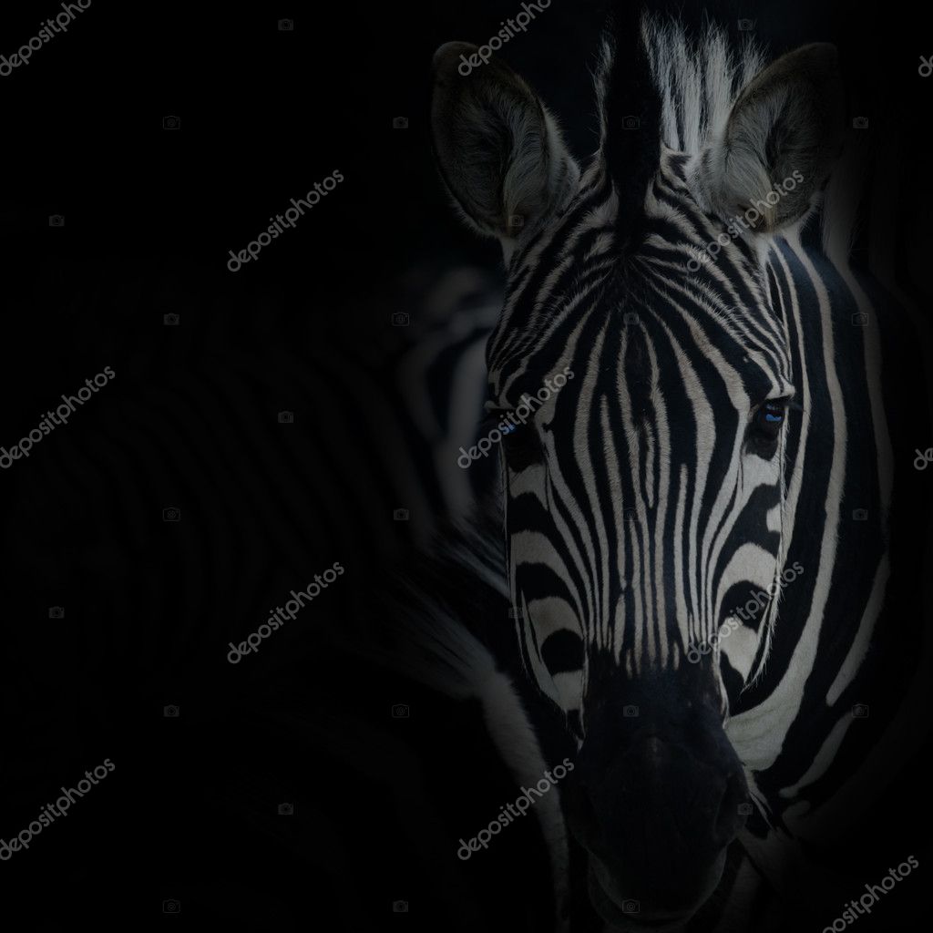 Zebre portrait — Stock Photo © panxunbin #17627377