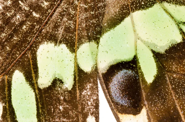 Bug wing texture | Insect cicada bug wing texture — Stock Photo ...