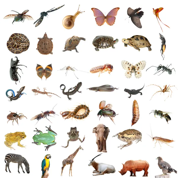 Collection of animals Stock Photos, Royalty Free Collection of animals ...