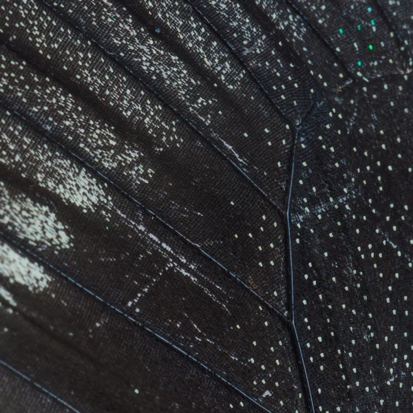 Bug wing texture | Insect cicada bug wing texture — Stock Photo ...
