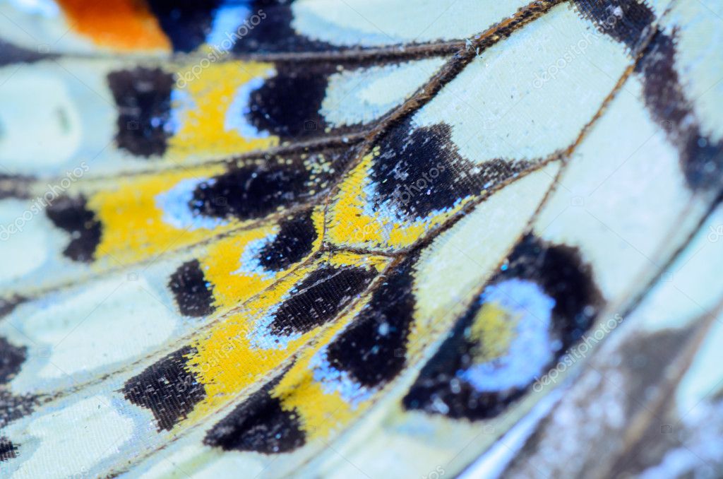 Butterfly wing pattern texture Stock Photo by ©panxunbin 17969271