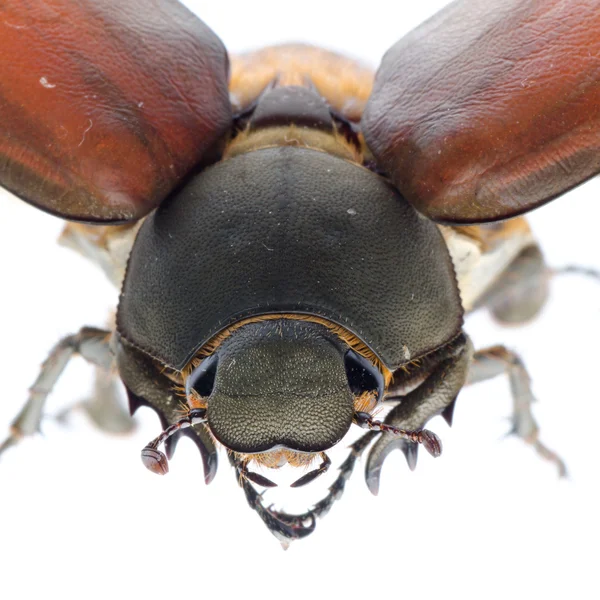 Beetle head Stock Photos, Royalty Free Beetle head Images | Depositphotos