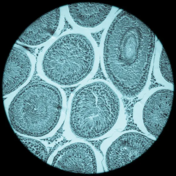 Oocyte Stock Photos, Royalty Free Oocyte Images | Depositphotos