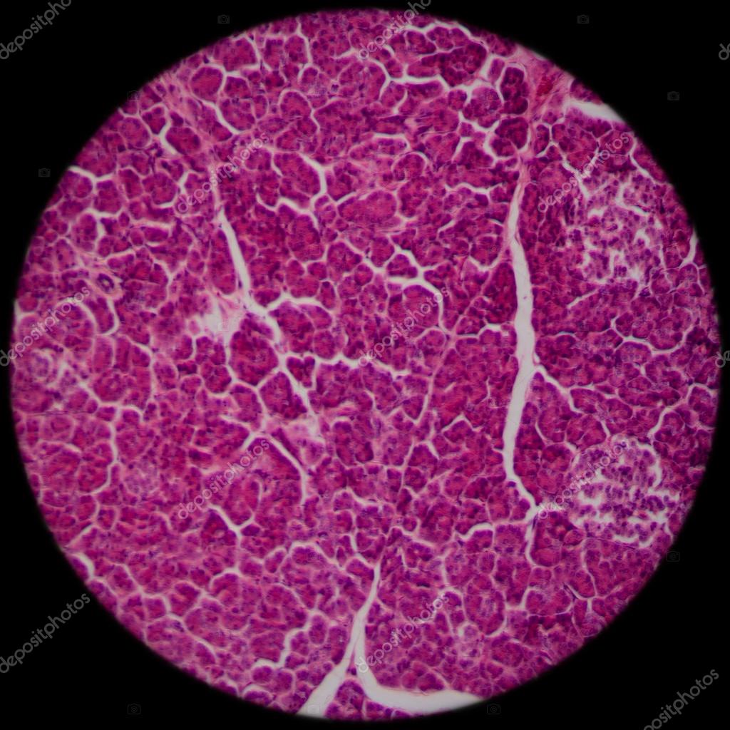Liver Cell Under Microscope