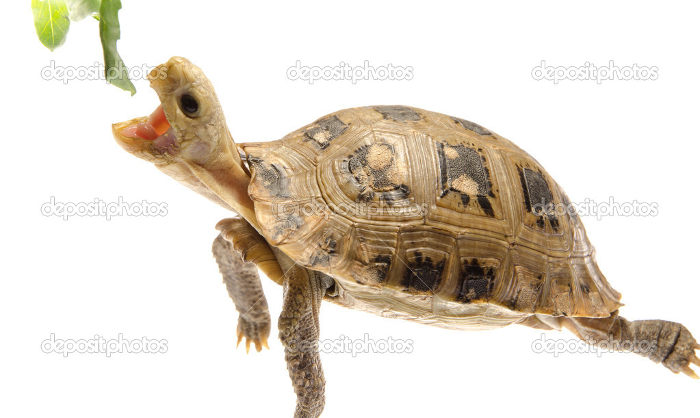Cute Pet Turtle