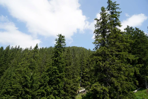 Conifer Forest Plants