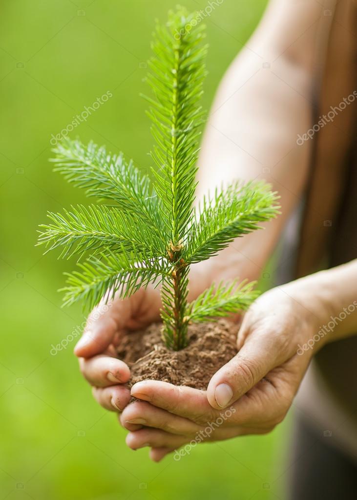 Spruce sapling in hands. The leaves of rays of sunlight. — Stock Photo ...