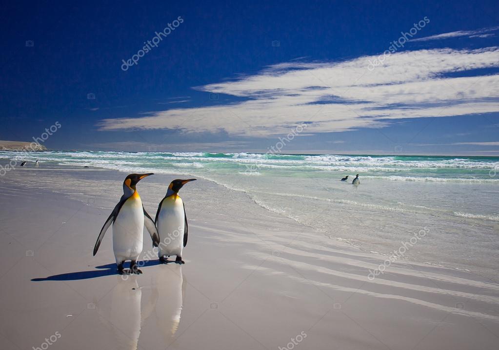 Pingüinos Rey en el Punto de Voluntariado en las Islas Malvinas — Foto ...