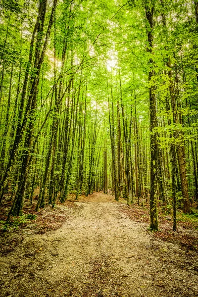 Natural forest Stock Photos, Royalty Free Natural forest Images ...