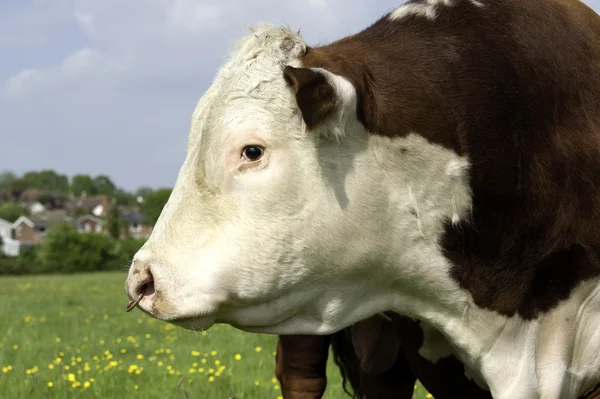 Bull profile Stock Photos, Royalty Free Bull profile Images | Depositphotos